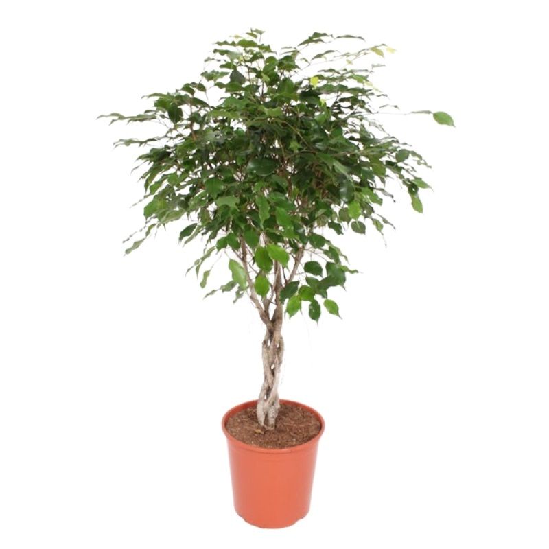 Ficus benj. 'Exotica' 30cm - Houseplants - Arboretum Garden Centre