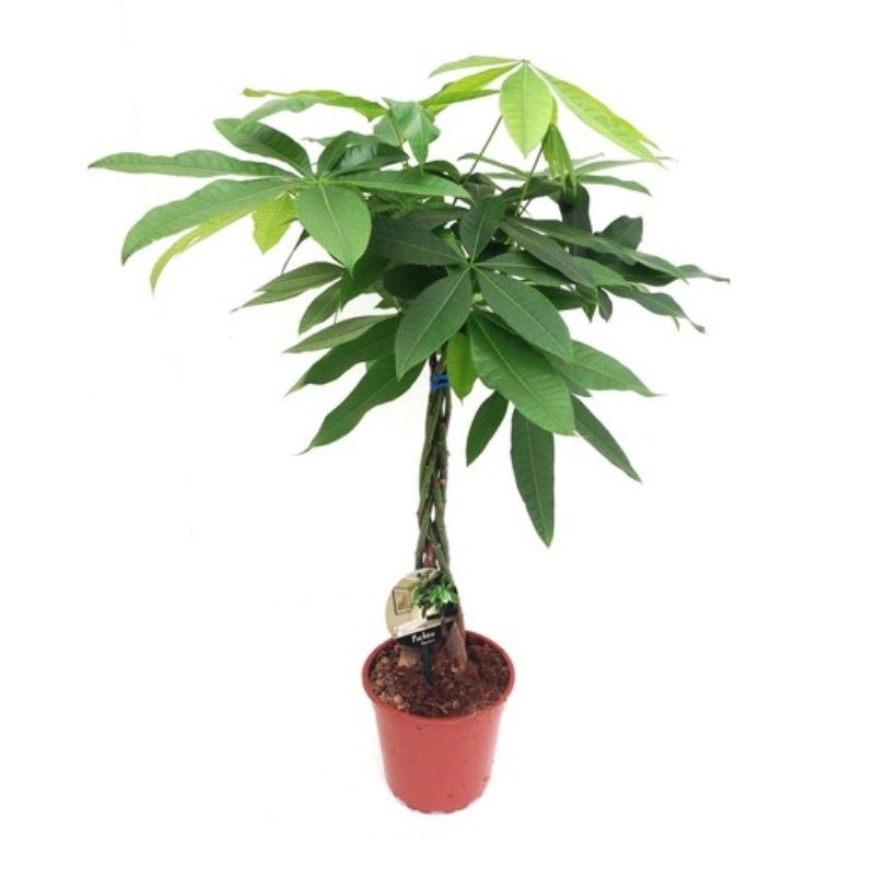 Pachira aquatica (Braided Stem) 19cm - Houseplants - Arboretum Garden ...