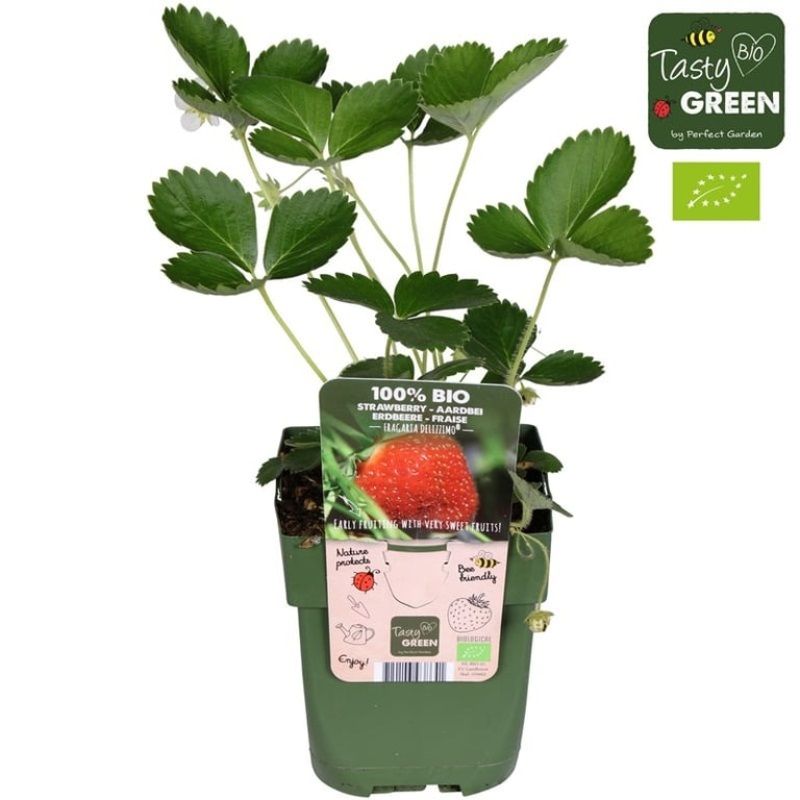 Fragaria ananassa 'Delizz' - Fruit Trees & Bushes - Arboretum Garden Centre