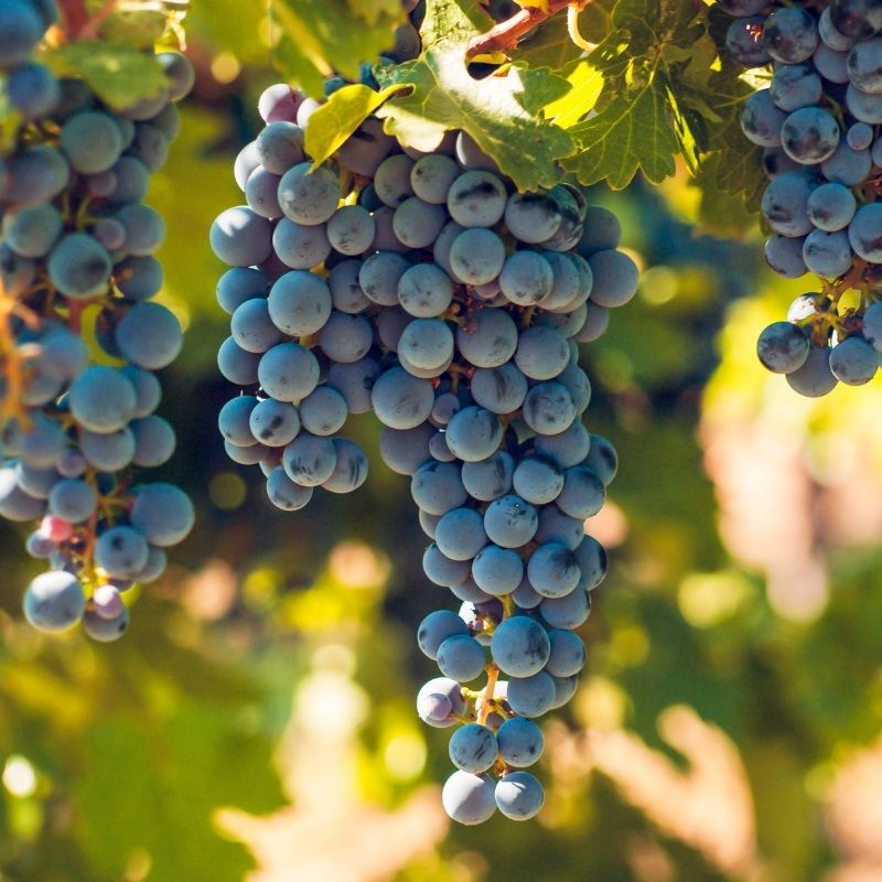 Vitis vinifera 'Cabernet Franc' 14cm - Fruit Trees & Bushes - Arboretum ...