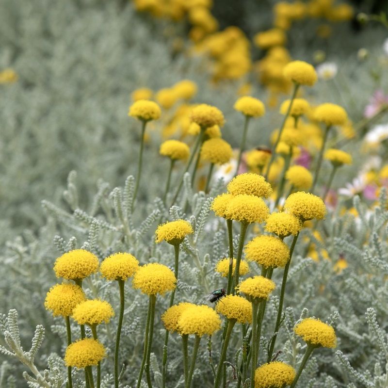 Santolina Chamaecyparissus 3 Litre - Evergreen Shrubs - Arboretum ...