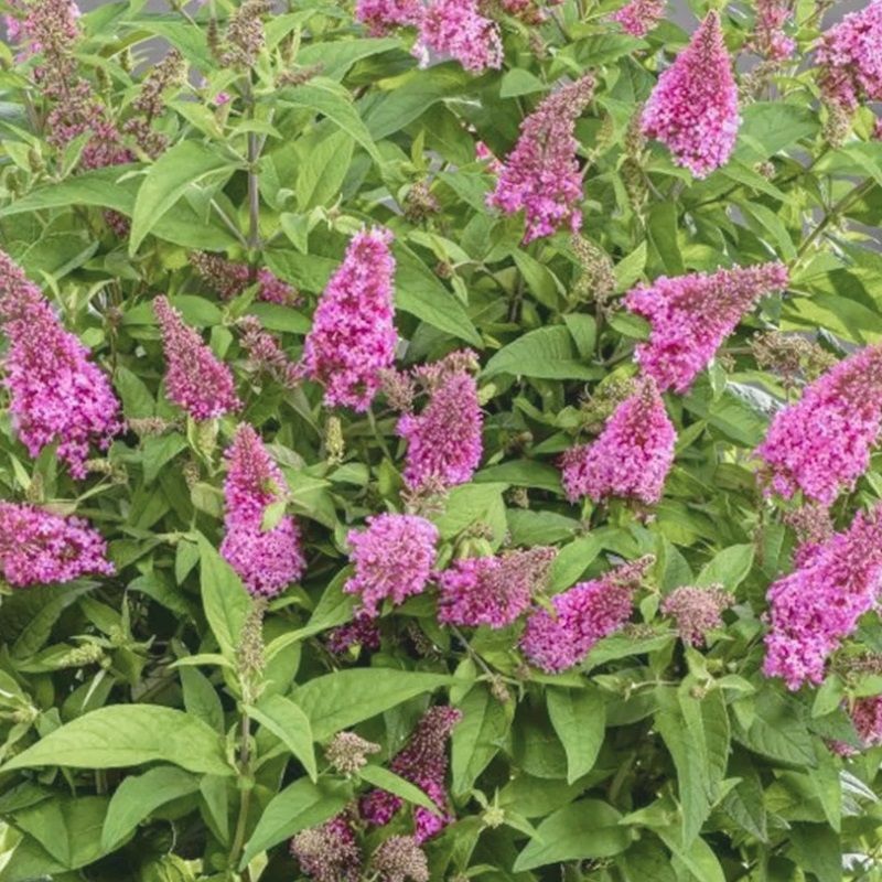Buddleja Butterfly Candy 'Little Pink' 3 Litre - Deciduous Shrubs ...