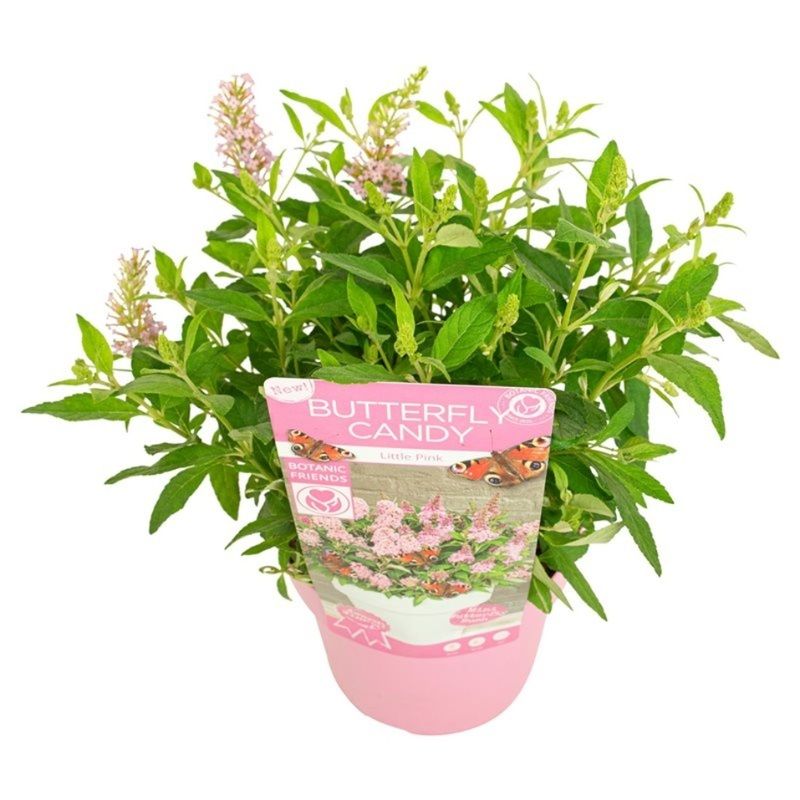 Buddleja Butterfly Candy 'Little Pink' 3 Litre - Deciduous Shrubs ...
