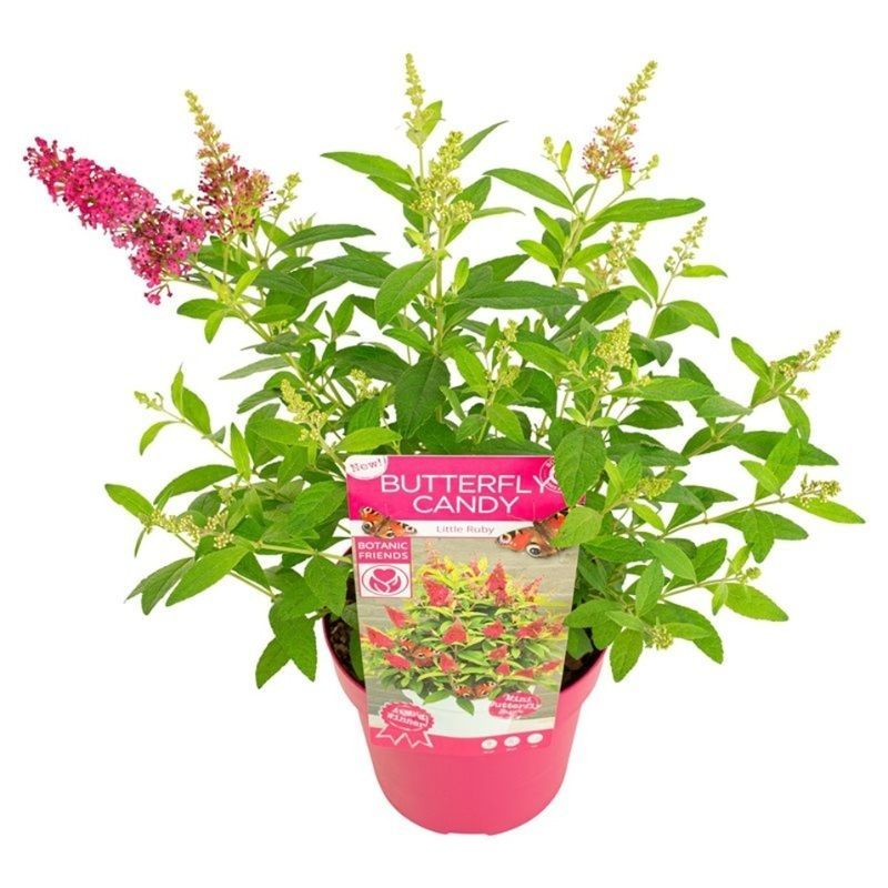 Buddleja Butterfly Candy 'Little Ruby' 3 Litre - Deciduous Shrubs ...