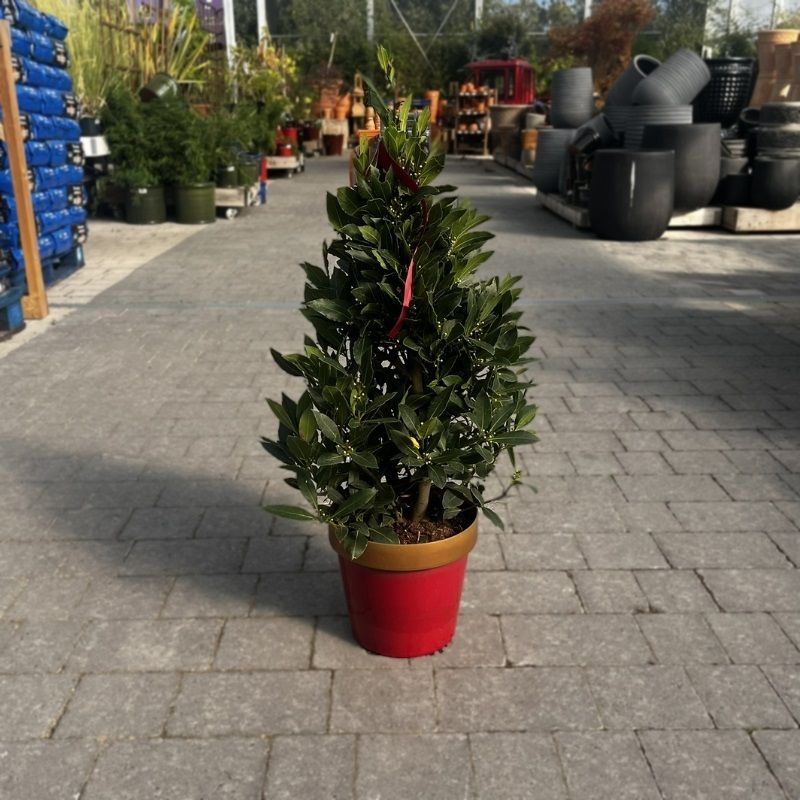 Laurus nobilis 90cm Pyramid (Bay Tree) - Topiary - Arboretum Garden Centre