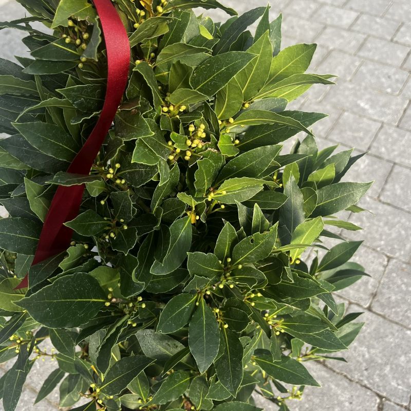 Laurus nobilis 90cm Pyramid (Bay Tree) - Topiary - Arboretum Garden Centre