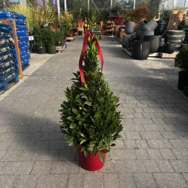 Laurus nobilis 120cm Pyramid (Bay Tree) - Topiary - Arboretum Garden Centre