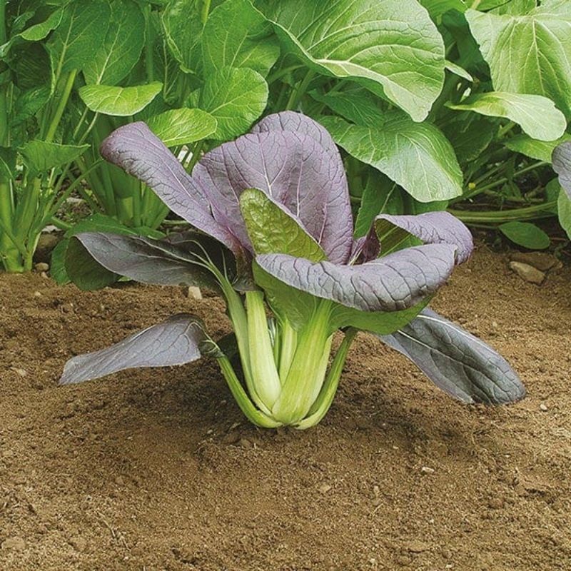 Mr Fothergill's Pak Choi Red Choi F1 - Vegetable Seeds - Arboretum ...