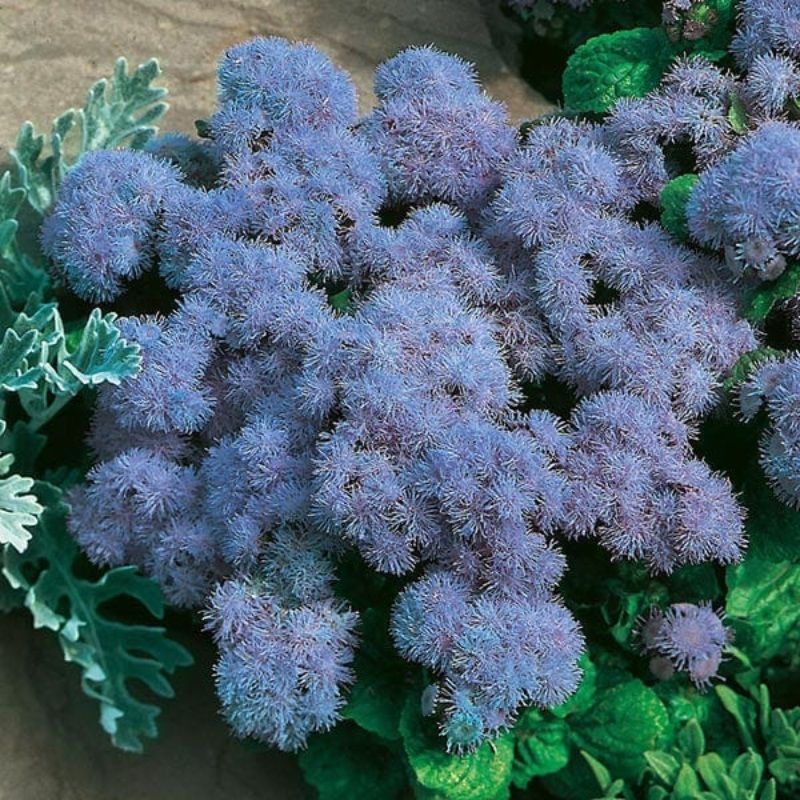 Mr Fothergill's Ageratum Blue Mink - Flower Seeds - Arboretum Garden Centre