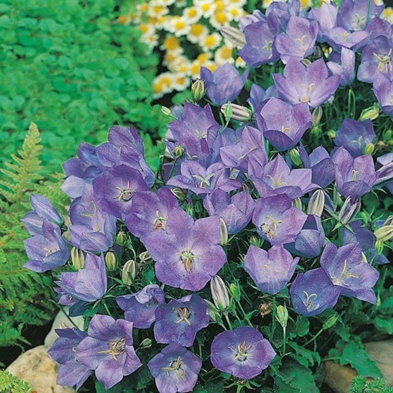 Mr Fothergill's Campanula Carpatica Blue - Flower Seeds - Arboretum ...