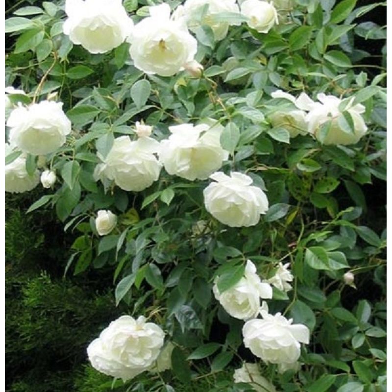 Rose 'Climbing Iceberg' 4.5L - Climbing & Rambling Roses - Arboretum ...