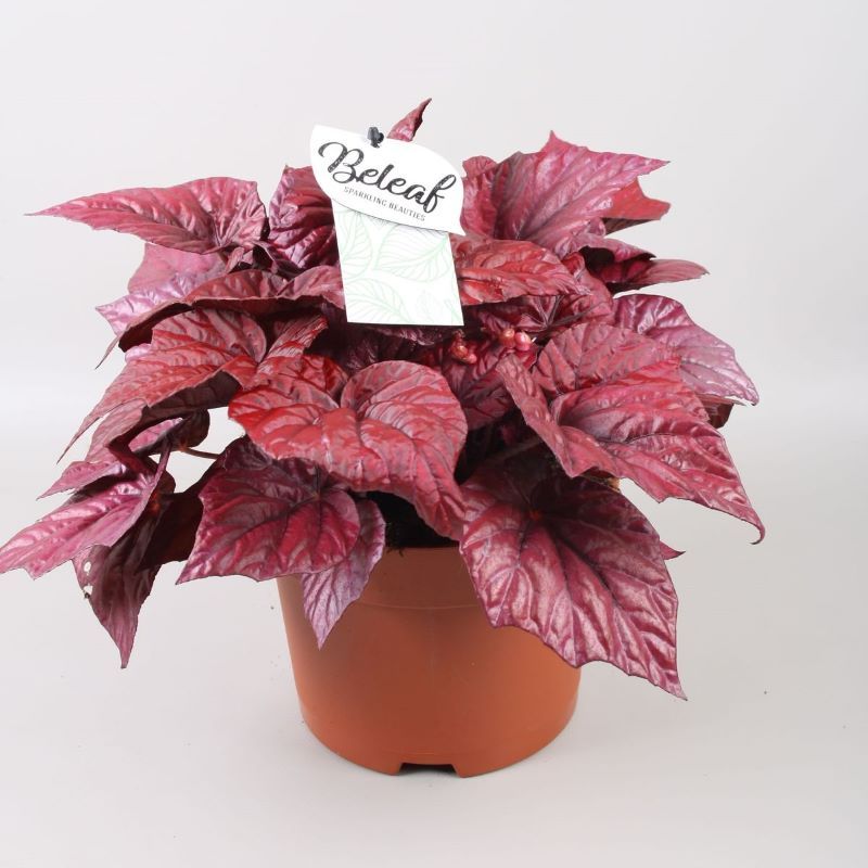 BEGONIA BELEAF INCA FLAME - Hollybush