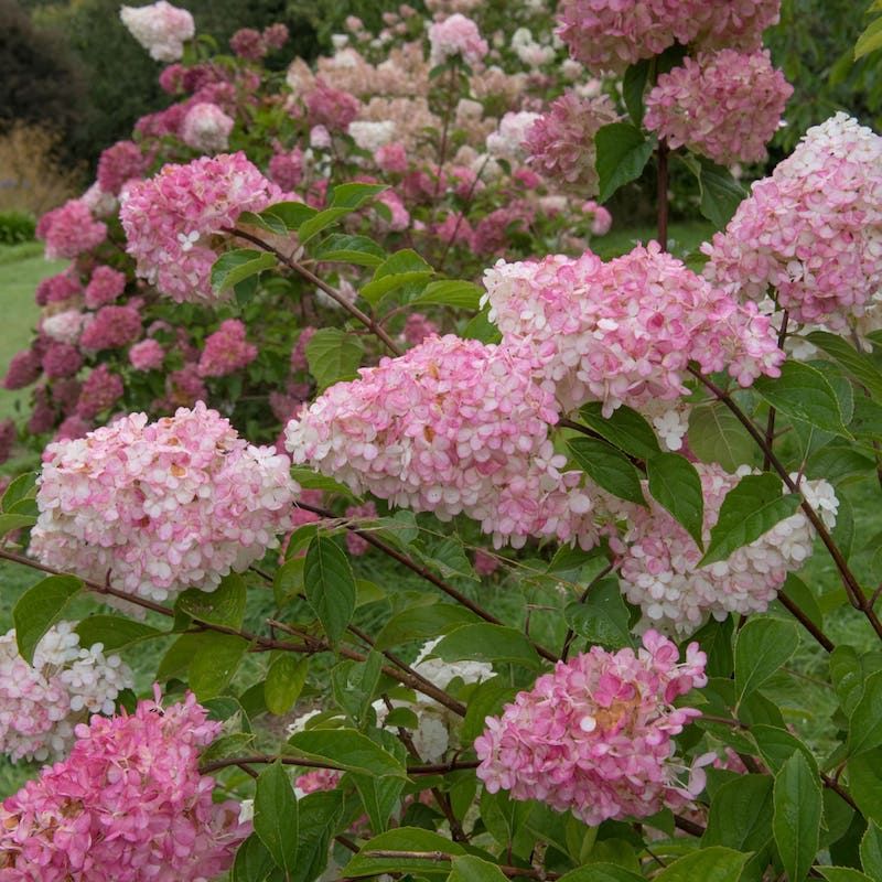 Hydrangea Paniculata Pinklight Hollybush