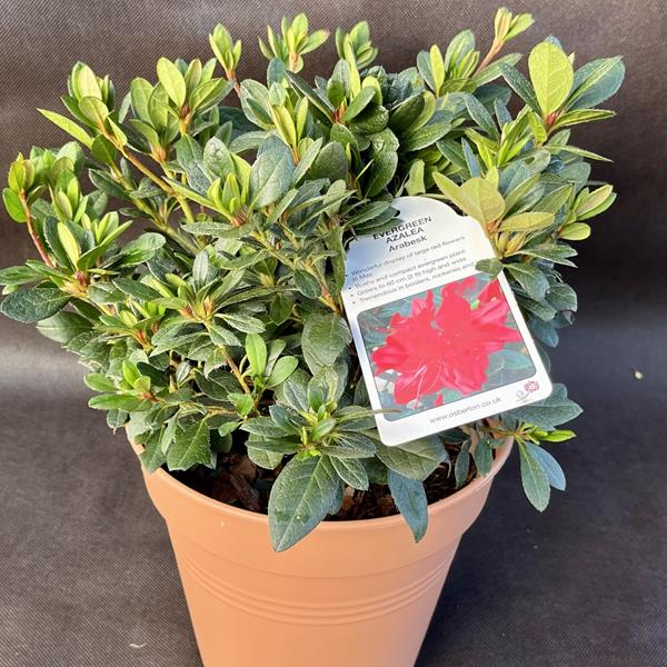 Evergreen Azalea Arabesk 3L - Ericaceous Plants - Polhill Garden Centre