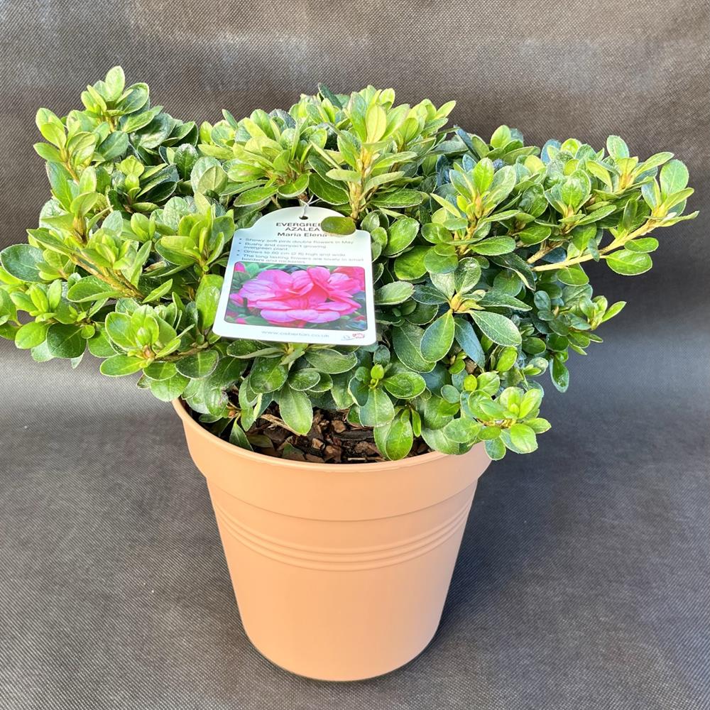 Evergreen Azalea Maria Elena 3L - Ericaceous Plants - Polhill Garden Centre