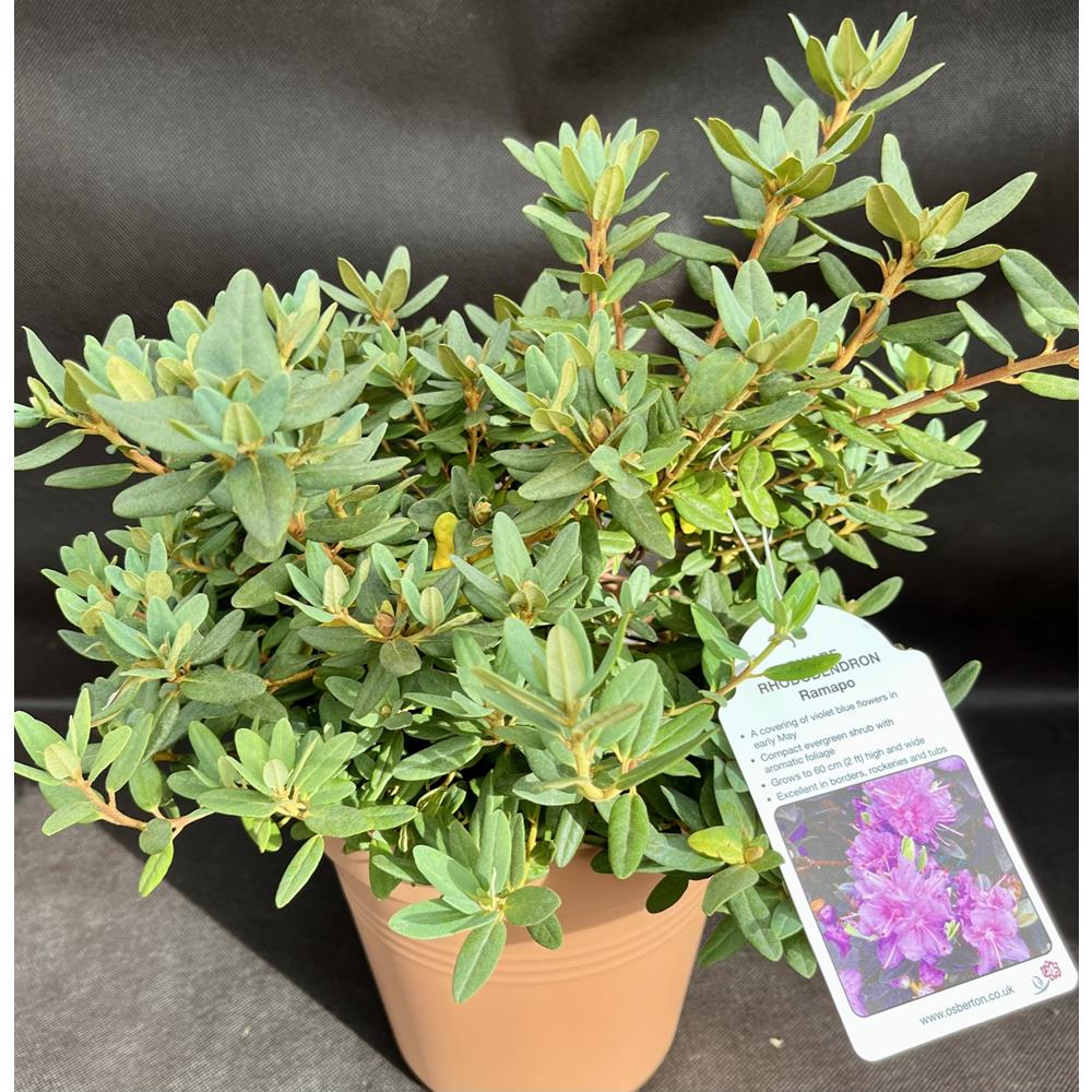 Rhododendron Dwarf Ramapo 3L - Ericaceous Plants - Polhill Garden Centre