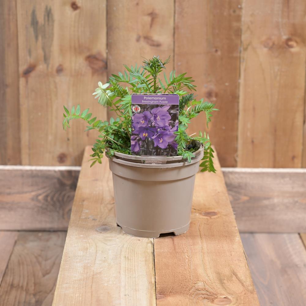 Polemonium Bressingham Purple 2l - Herbaceous Perennials - Polhill ...