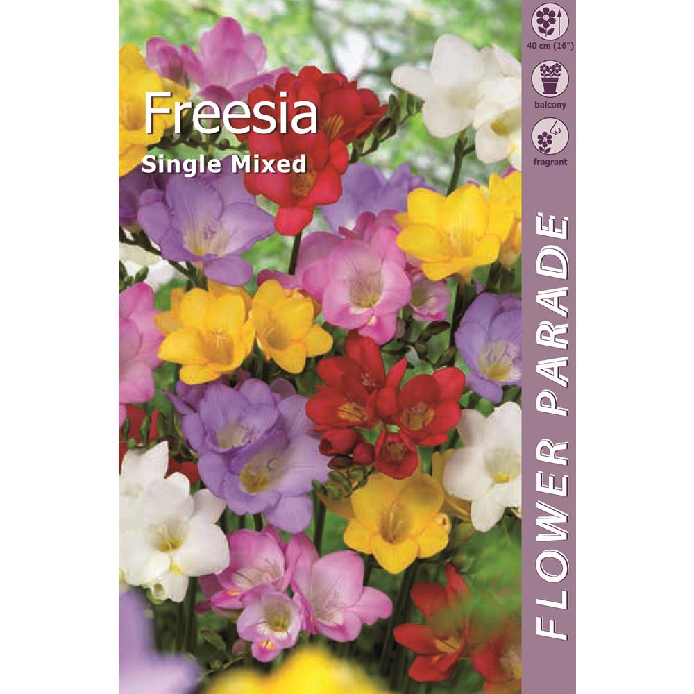 Freesia Single Mixed - Summer Bulbs - Polhill Garden Centre