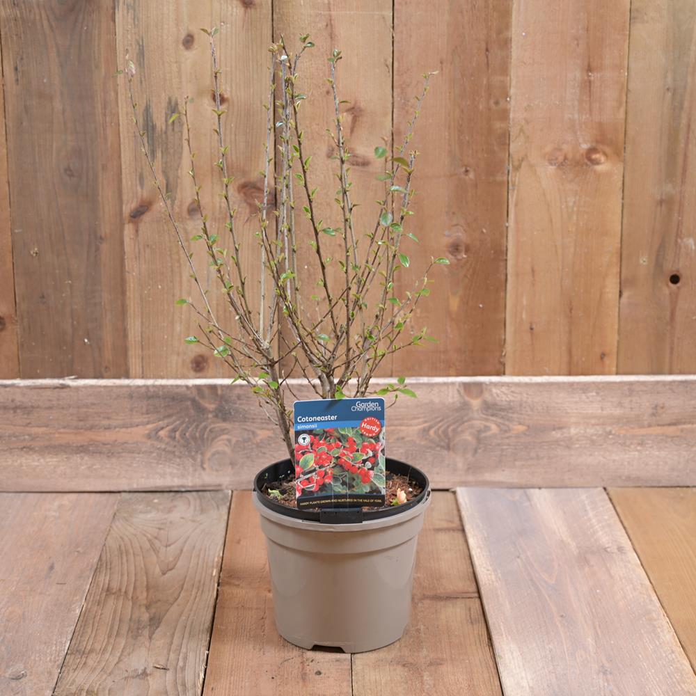 Cotoneaster Simonsii 3L - Evergreen Shrubs - Polhill Garden Centre