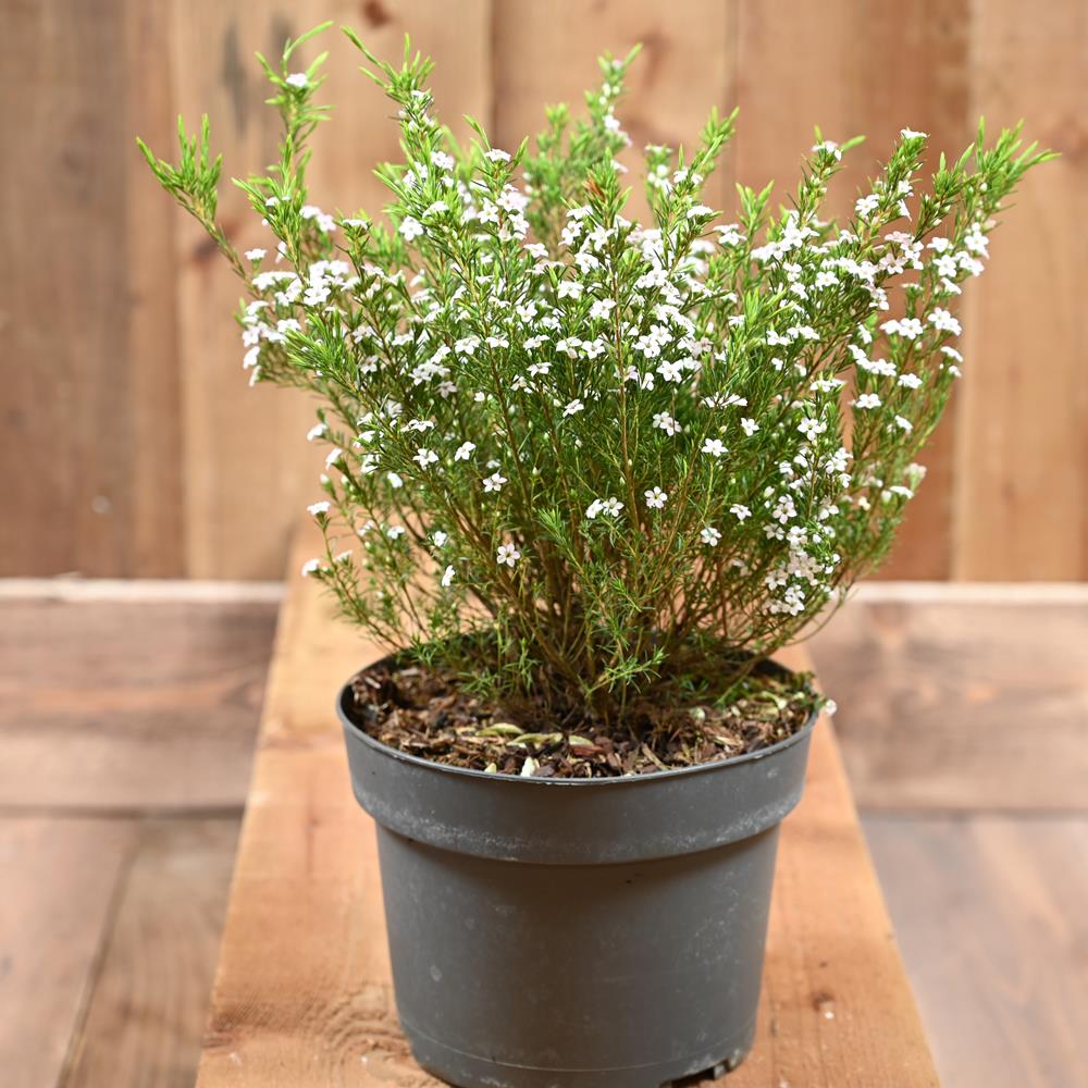 Diosma Pink Fountain 3L - Hardy and Half Hardy Shrubs - Polhill Garden ...