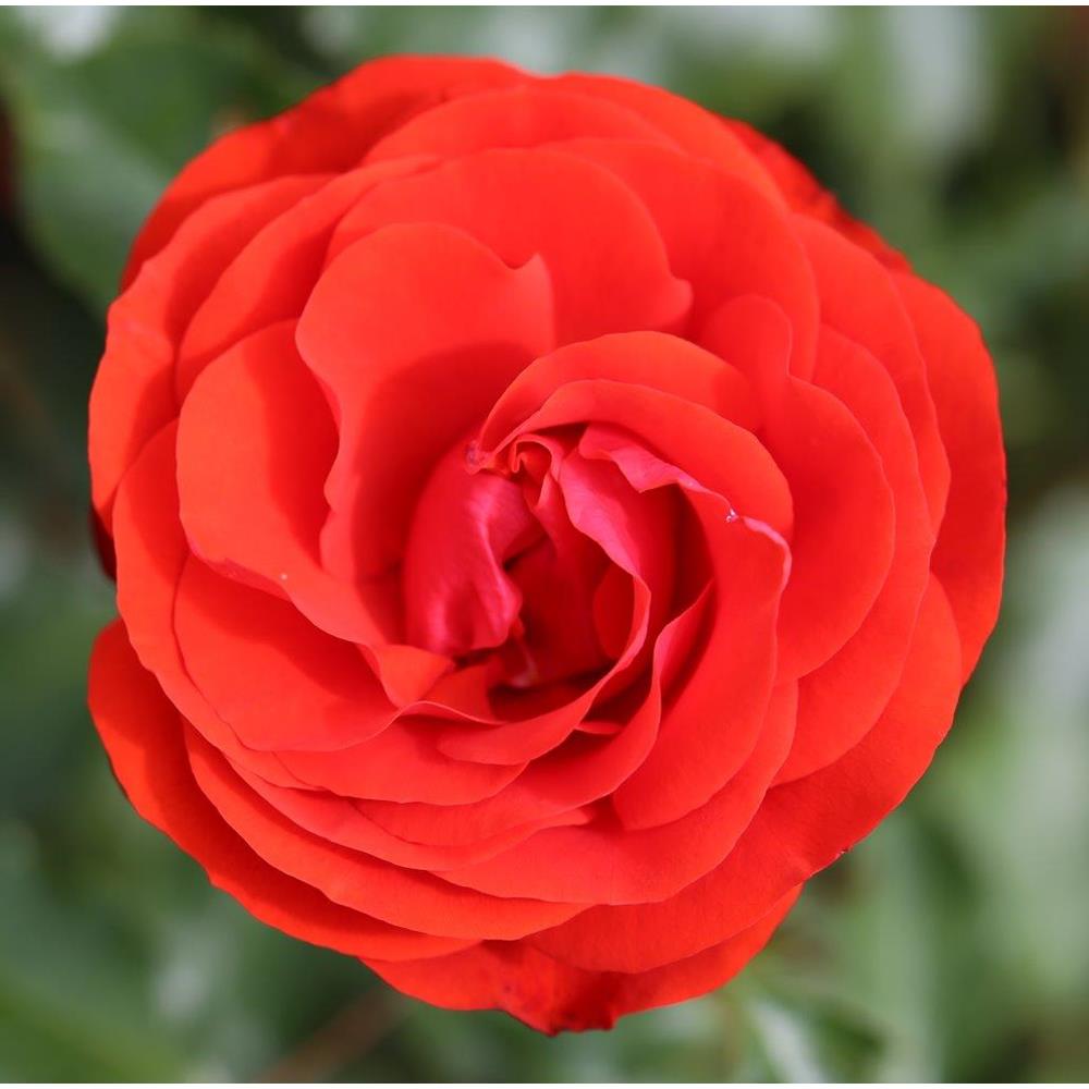 Remembrance Bush Rose 3L - Bush Roses - Polhill Garden Centre