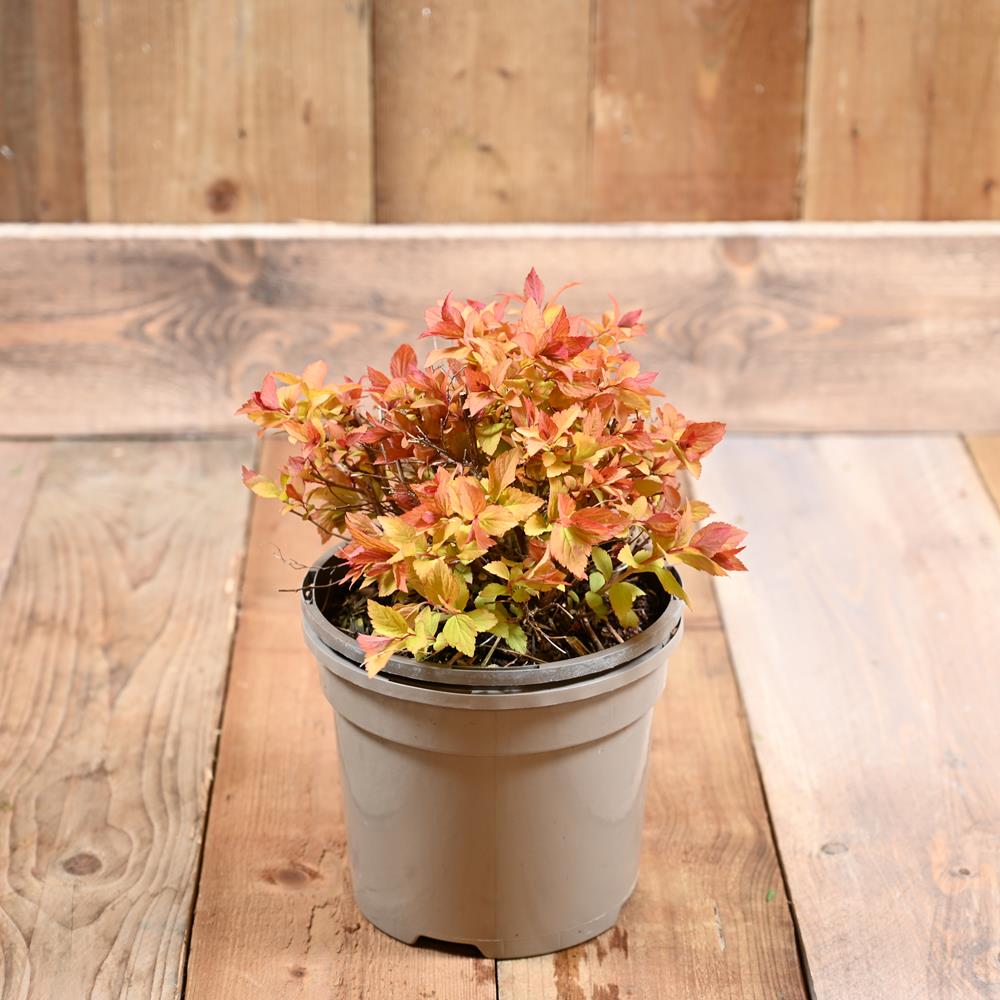 Spiraea Japonica 'Firelight' 2L - Hardy and Half Hardy Shrubs - Polhill ...