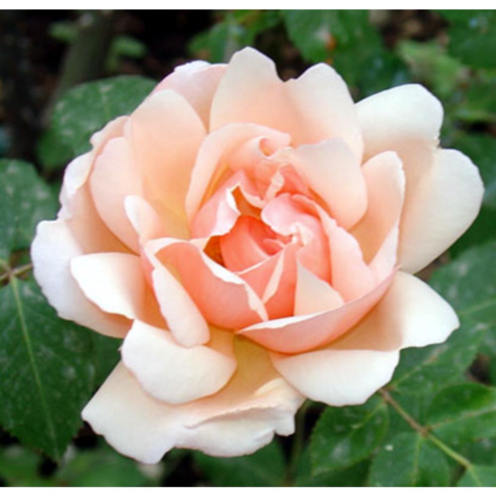 Rambling Rose Albertine 4L - Bush Roses - Polhill Garden Centre