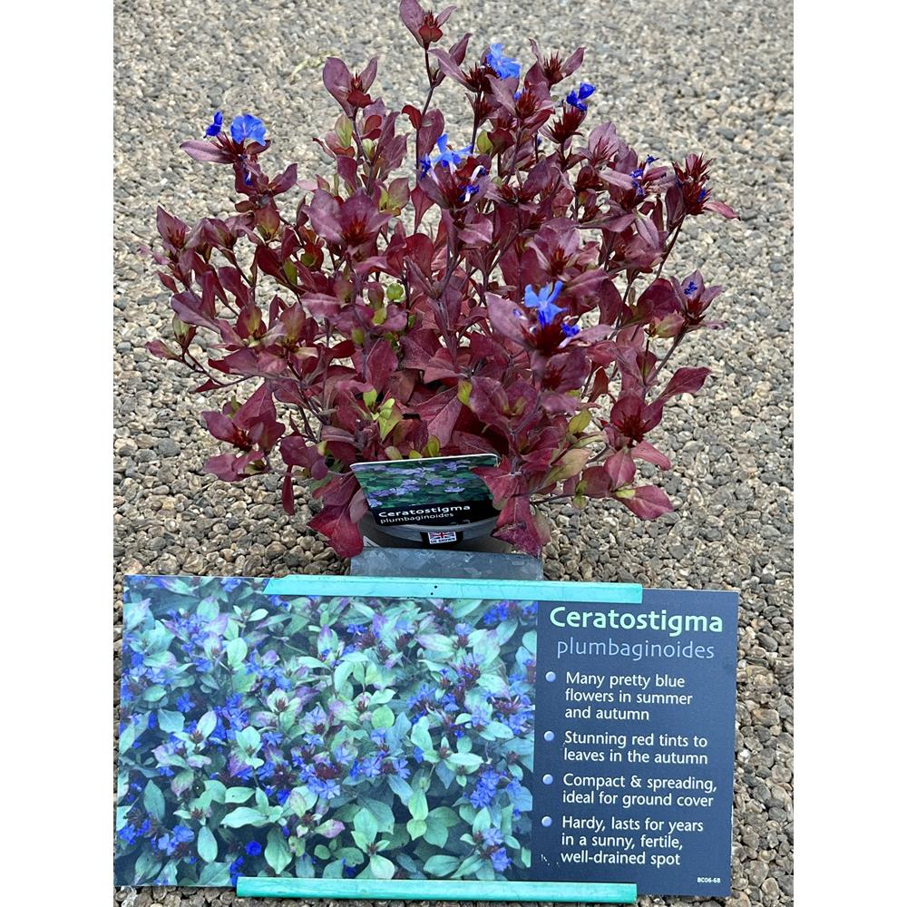 Ceratostigma Plumbaginoides 1L - Hardy and Half Hardy Shrubs - Polhill ...