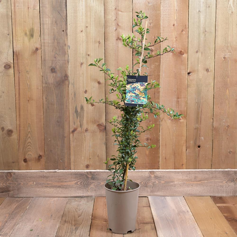 Pyracantha Golden Sun 3Ld - Evergreen Shrubs - Polhill Garden Centre