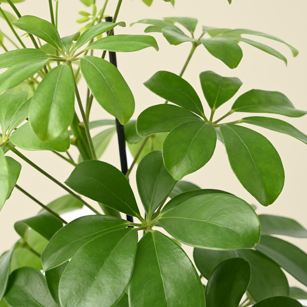 Schefflera Arboricola Nora - Houseplant - Polhill Garden Centre