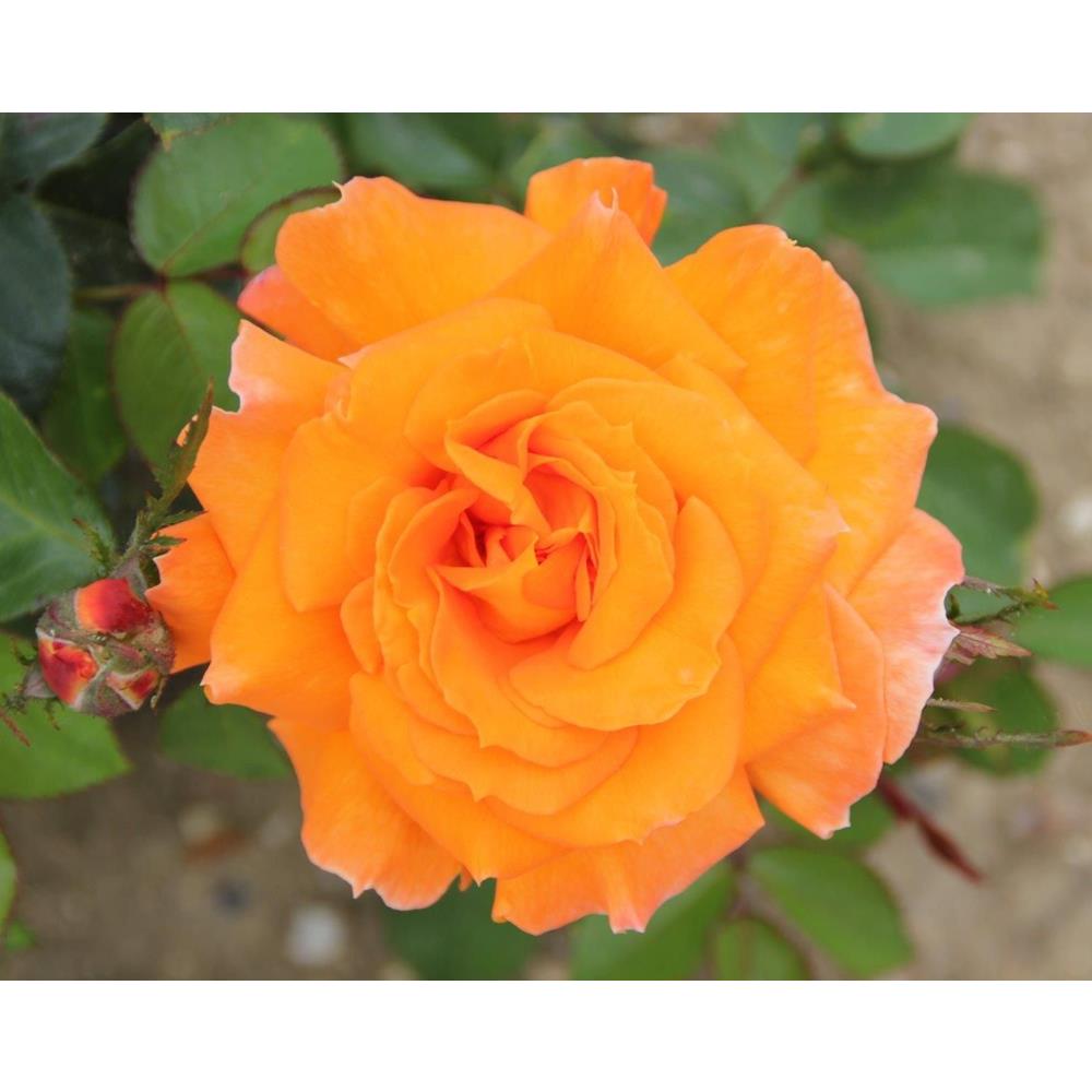 Sparkle 3L - Bush Roses - Polhill Garden Centre