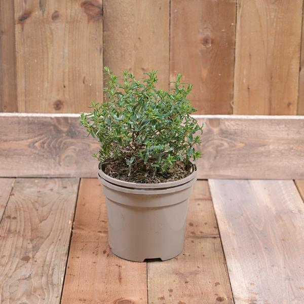 Halimium Libanotis 3L - Evergreen Shrubs - Polhill Garden Centre