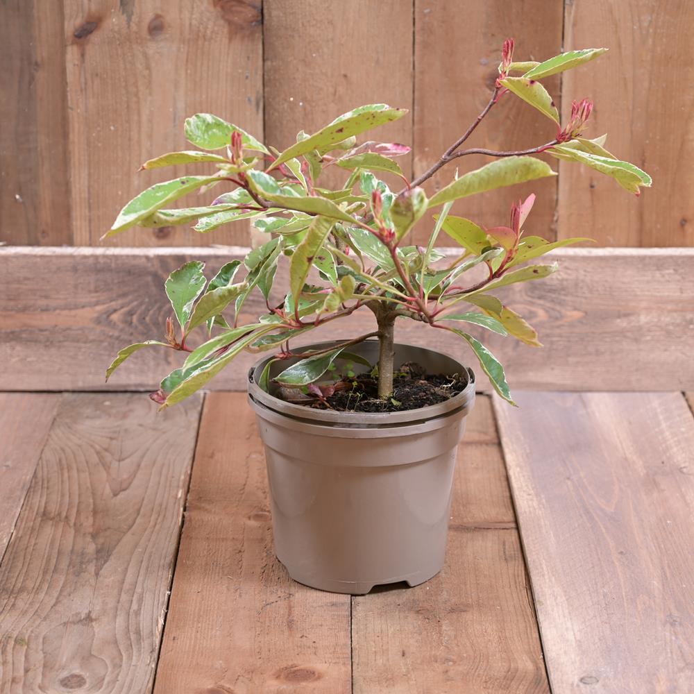 Photinia 'Pink Marble' 3L - Evergreen Shrubs - Polhill Garden Centre