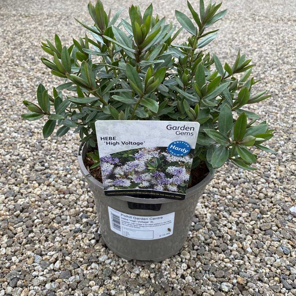 Hebe High Voltage 3L - Hardy and Half Hardy Shrubs - Polhill Garden Centre