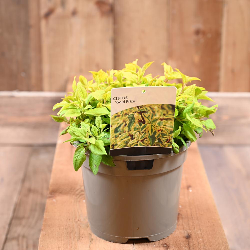 Cistus Gold Prize 3L - Evergreen Shrubs - Polhill Garden Centre