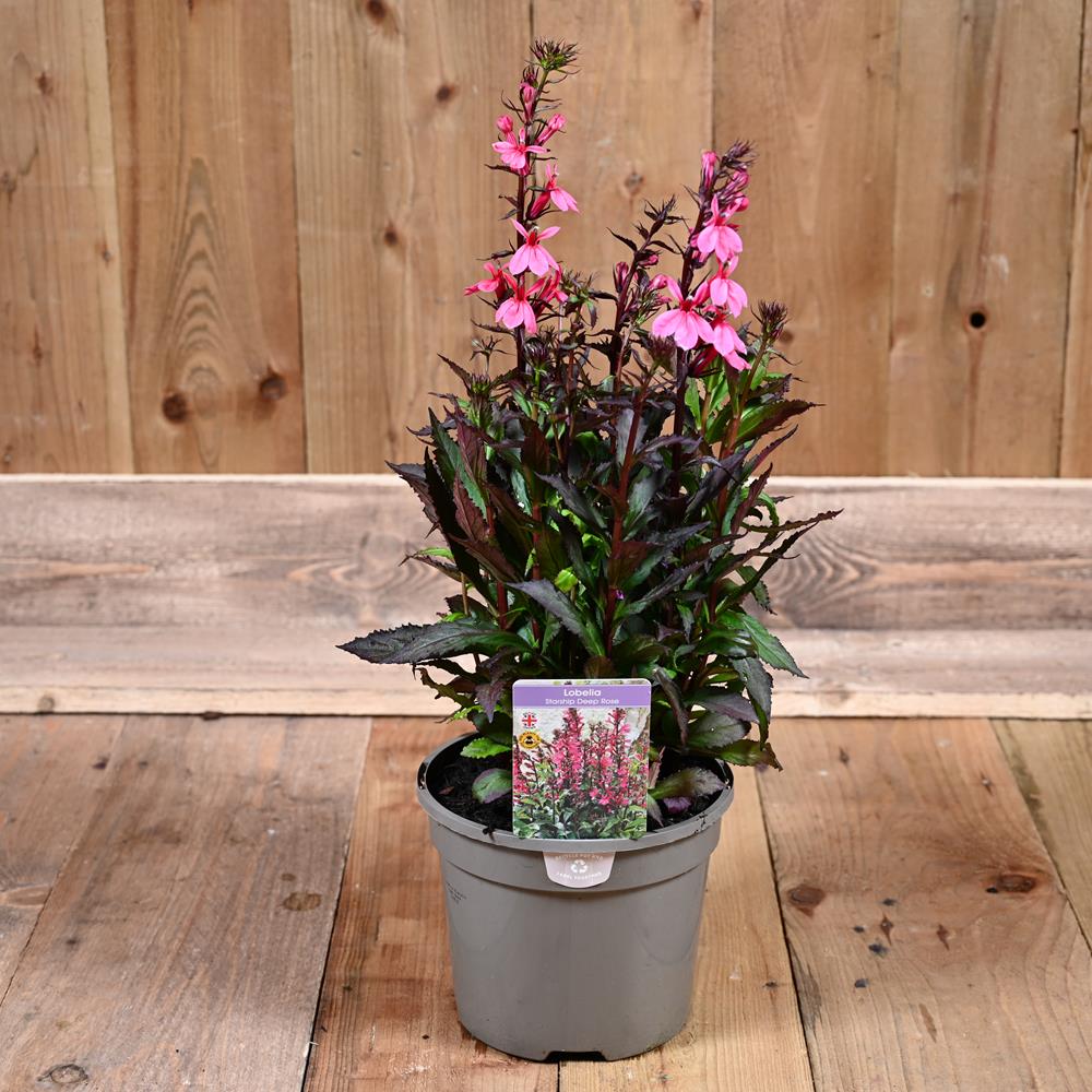 Lobelia Starship Deep Rose 3L - Herbaceous Perennials - Polhill Garden ...