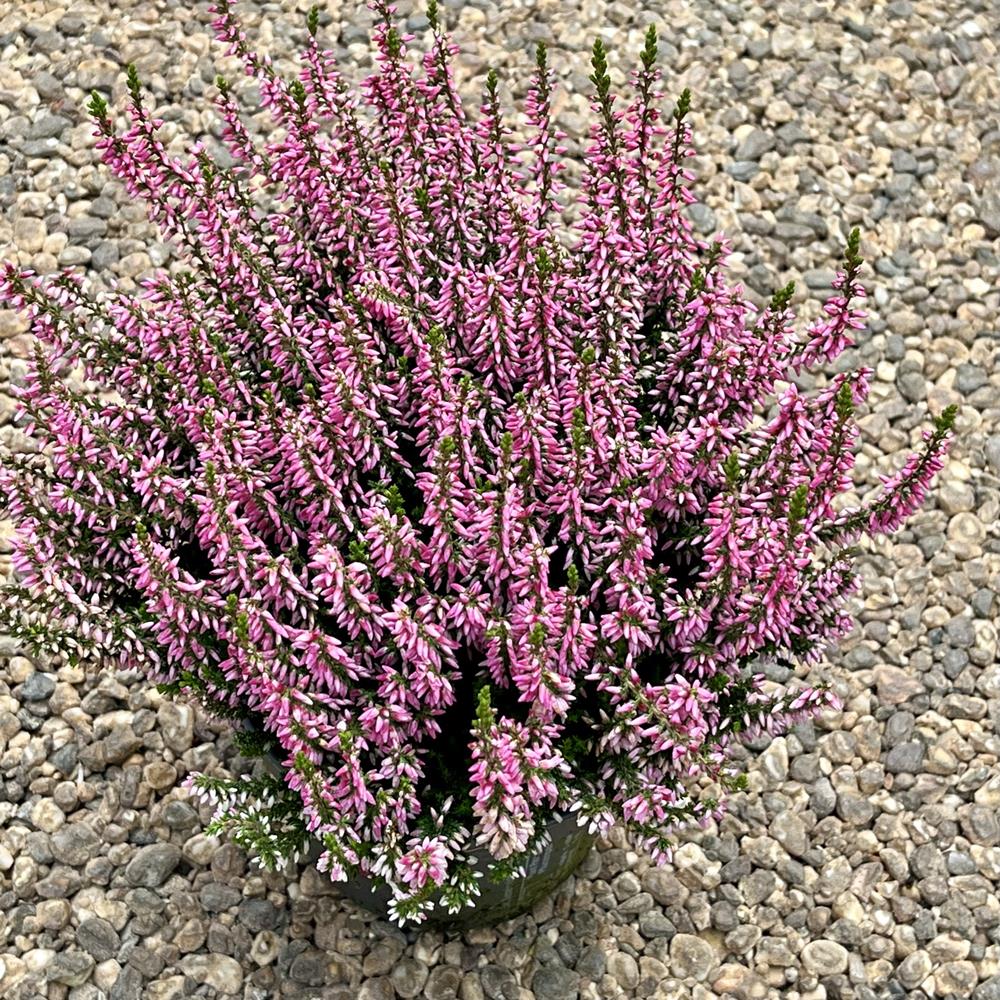 Calluna Rosita In a13cm Pot - Pot Bedding - Polhill Garden Centre
