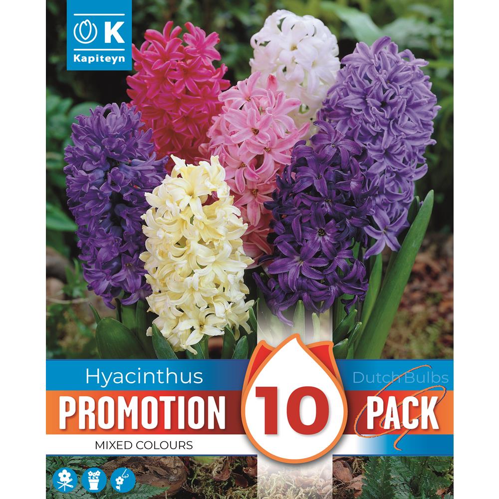 Promo Hyacinth Mixed - Spring Bulbs - Polhill Garden Centre