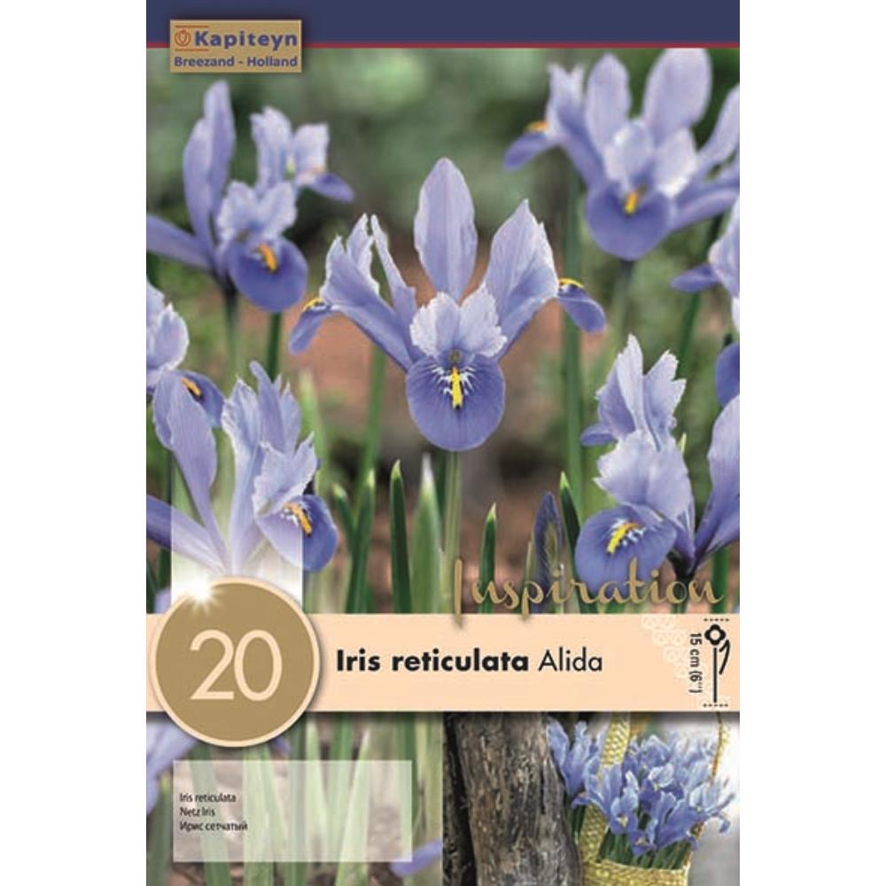 Iris Reticulata Alida - Spring Bulbs - Polhill Garden Centre