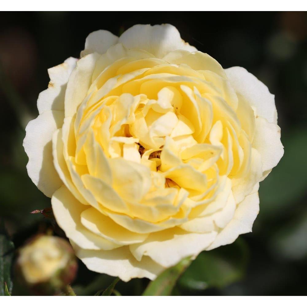 Sweet Memories 3L - Bush Roses - Polhill Garden Centre