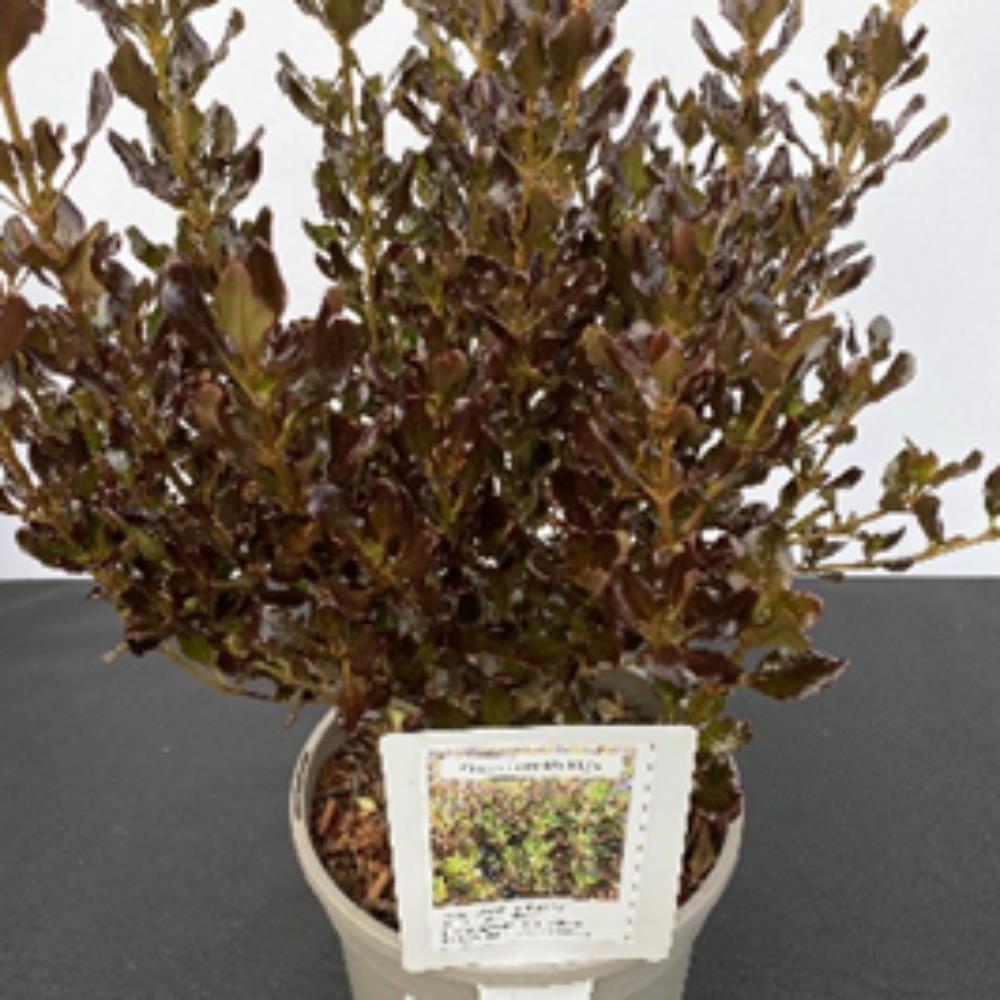 Coprosma Pacific Night3L - Hardy and Half Hardy Shrubs - Polhill Garden ...
