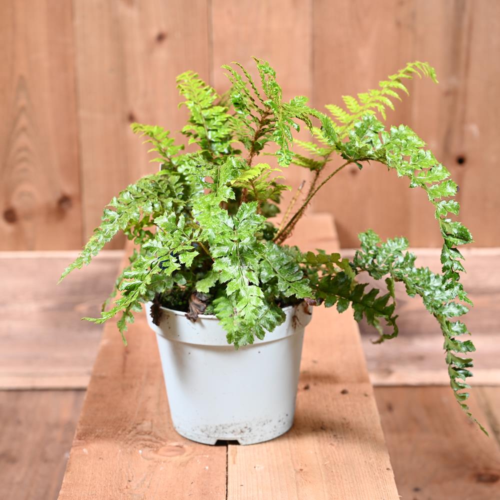 Polystichum Poly Jade 17cm - Ferns - Polhill Garden Centre