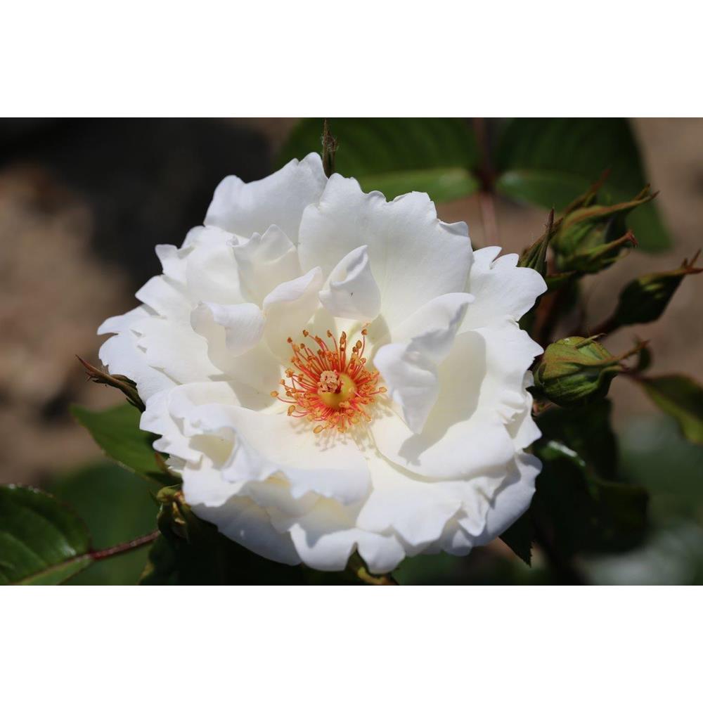 Starlight Symphony Pure White 4L - Bush Roses - Polhill Garden Centre