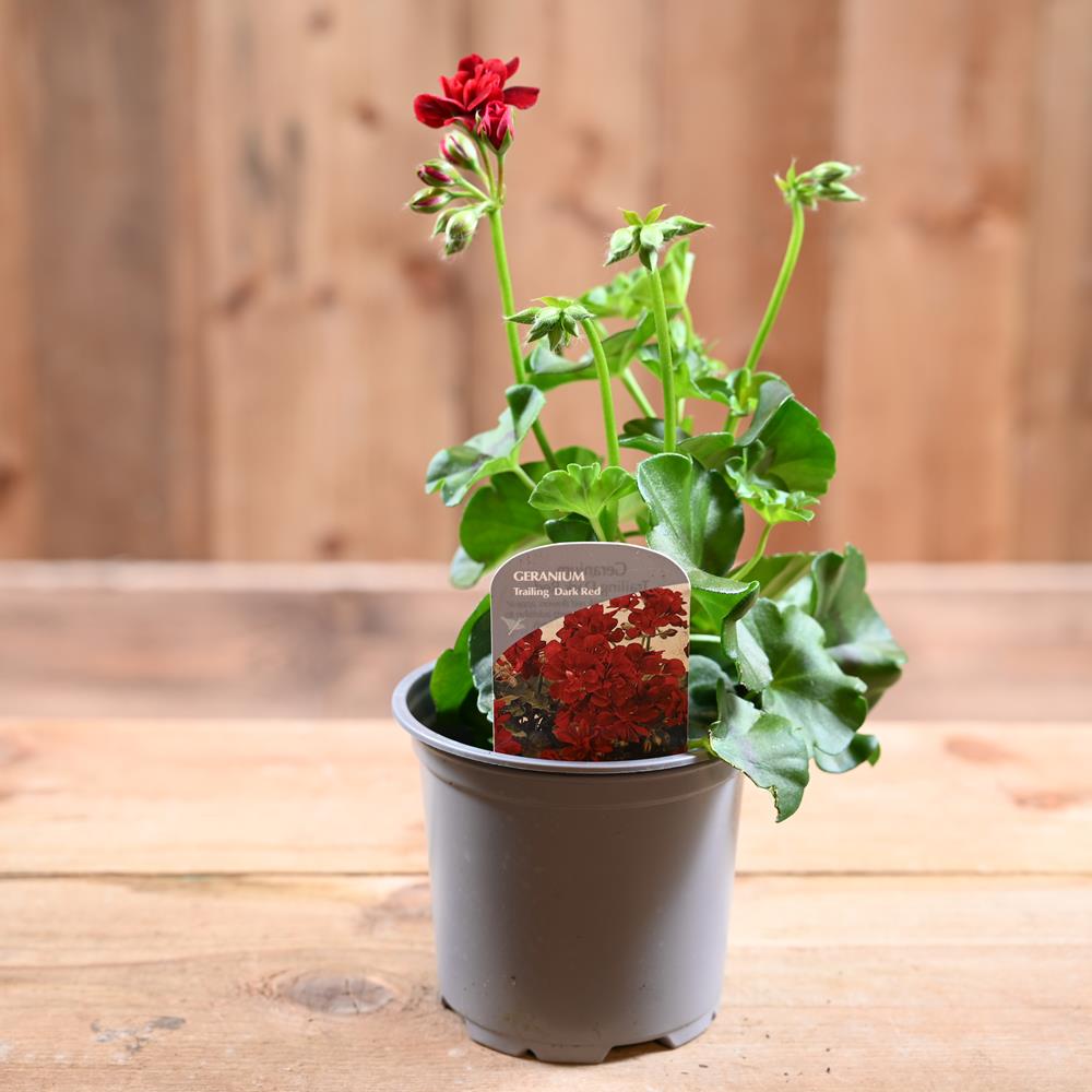 Trailing Geranium 10.5cm Red - Bedding Plants - Polhill Garden Centre