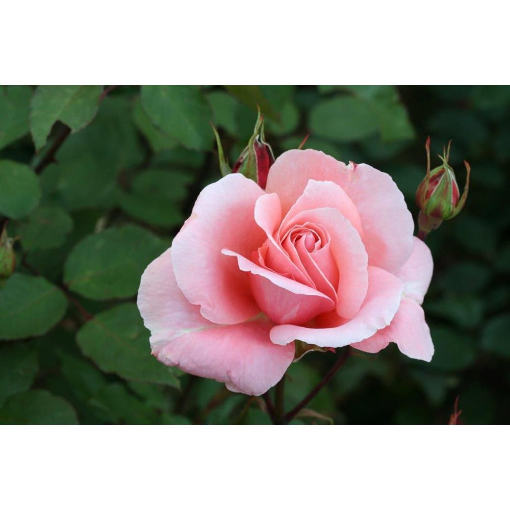 Climbing Rose Dancing Queen 4L - Climbing Roses - Polhill Garden Centre