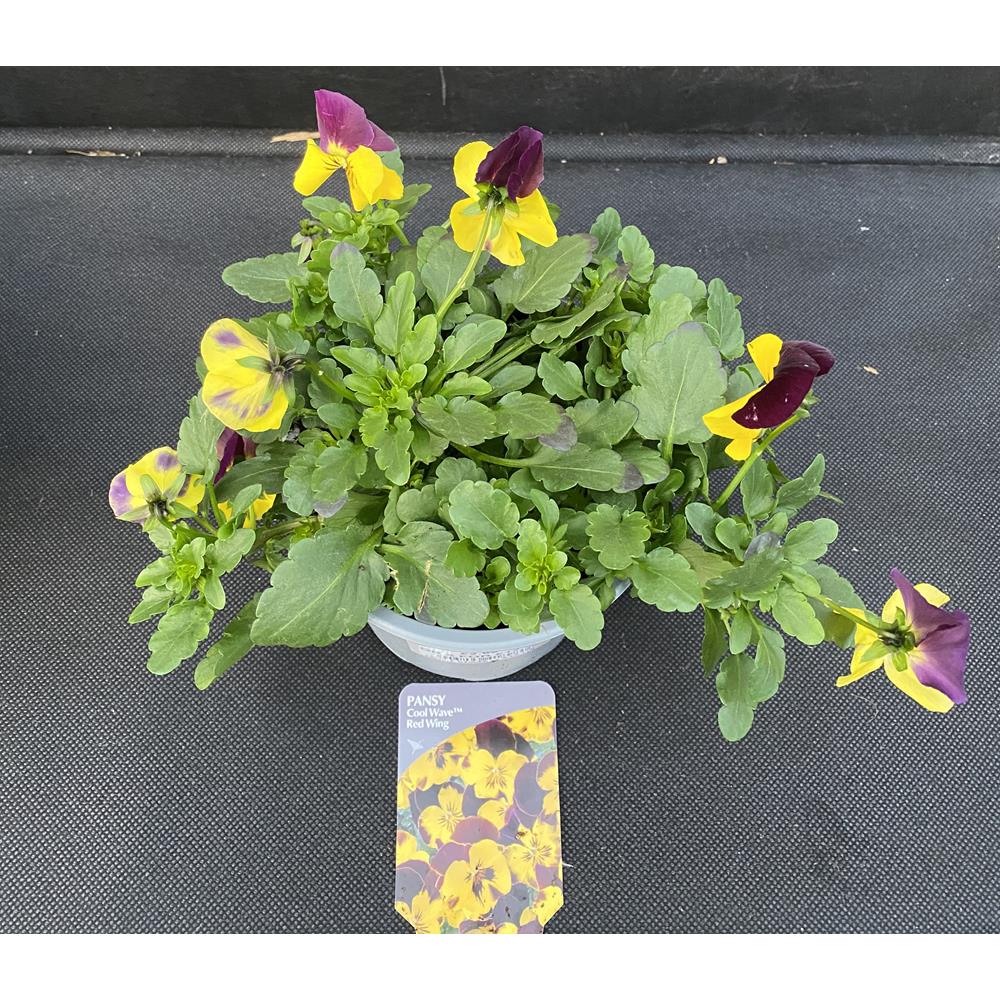Pansy Trailing Red Wing 1L - Bedding Plants - Polhill Garden Centre