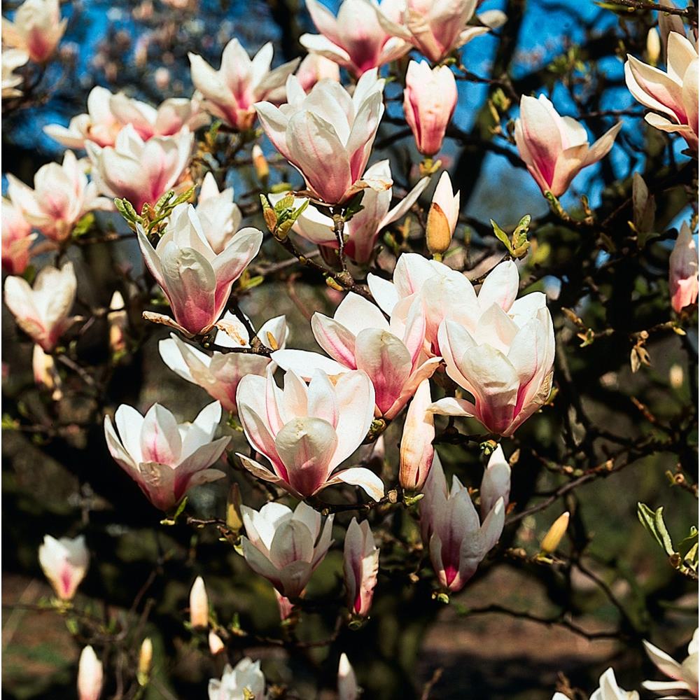 Magnolia Soul 3L - Hardy and Half Hardy Shrubs - Polhill Garden Centre