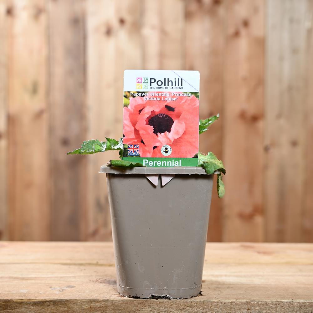 Papaver Orientale Princess Victoria Louise 1L - Herbaceous Perennials ...