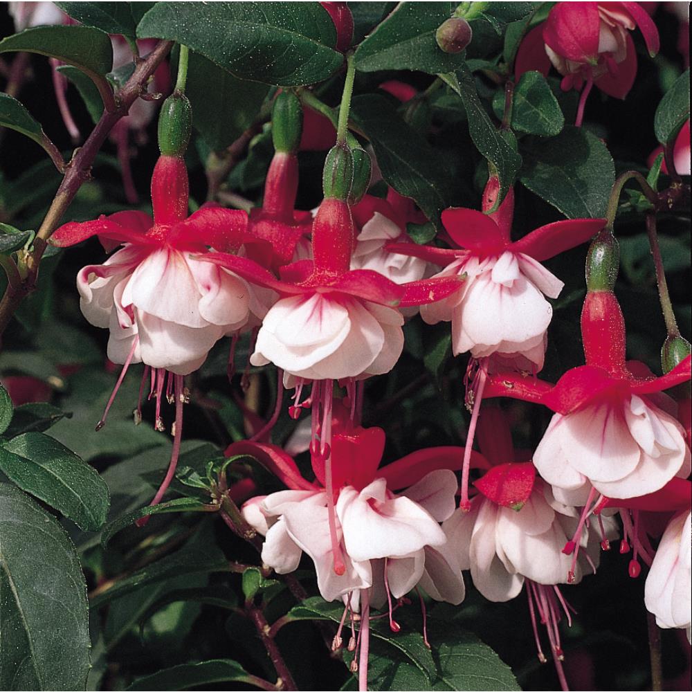Fuchsia (Hardy/Bush) Snowcap Strtr Plnts - Starter Plants - Polhill ...