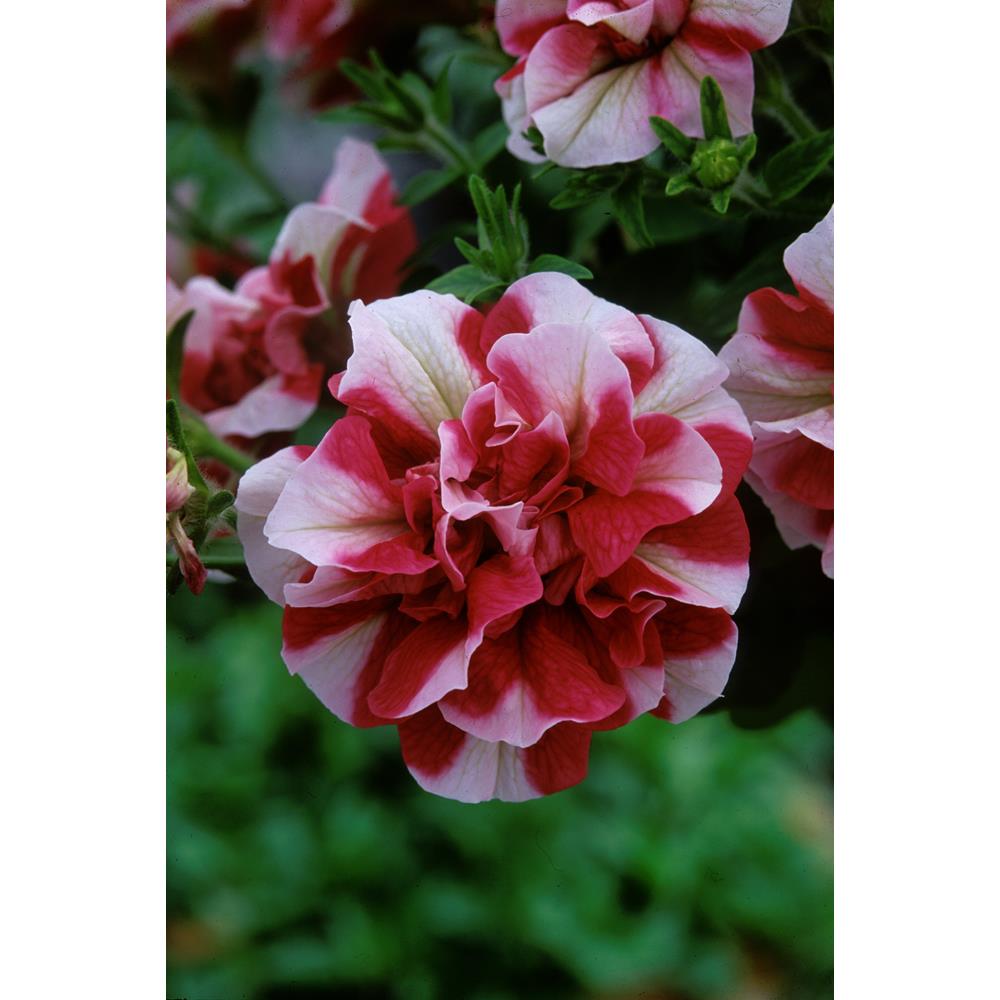 Petunia Tumbelina Cherry Rpl Strtr Plnts - Starter Plants - Polhill ...